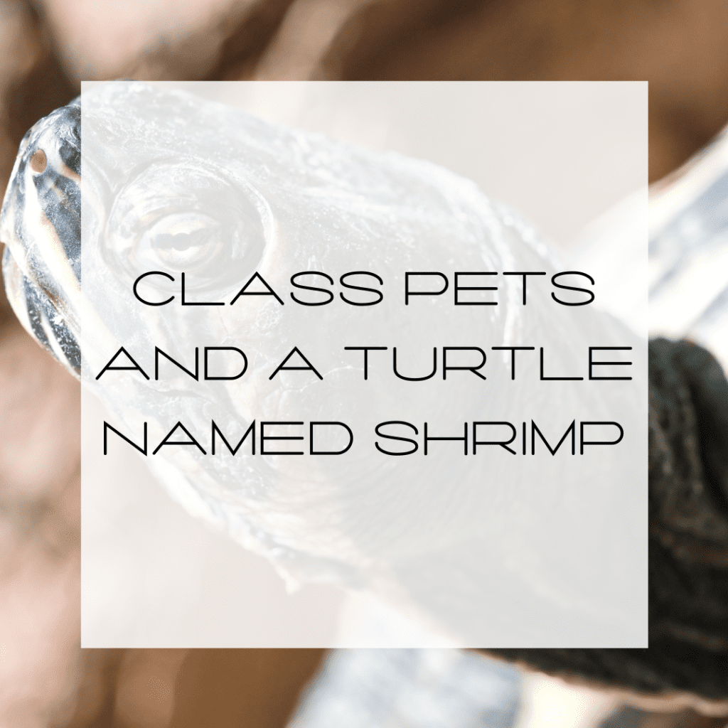 Class Pets and a Turtle Named Shrimp - Life in the DayngrZone