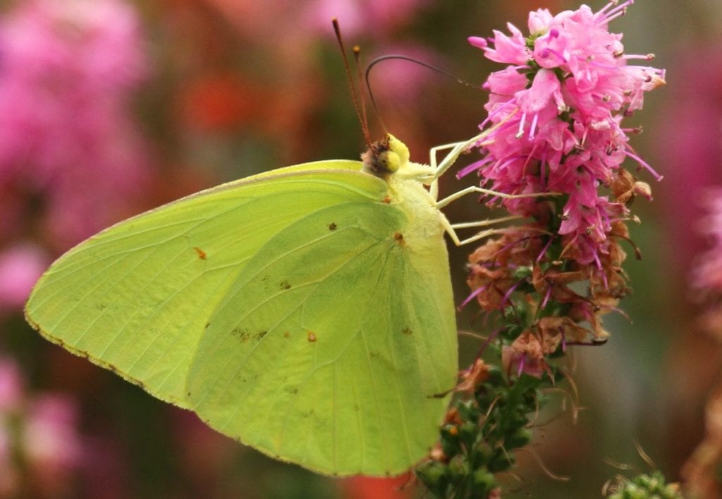 Cloudless Sulphur Butterfly Heading North - Life in the DayngrZone